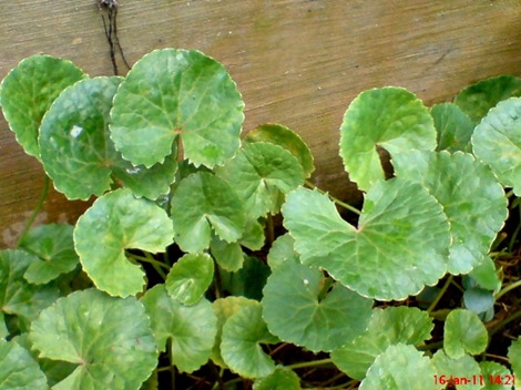 Klasifikasi Ilmiah Pegagan - Centella asiatica - Indian Water Navelwort